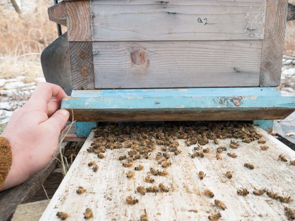 Beekeeping.isGood - Small-scale, organic bee love